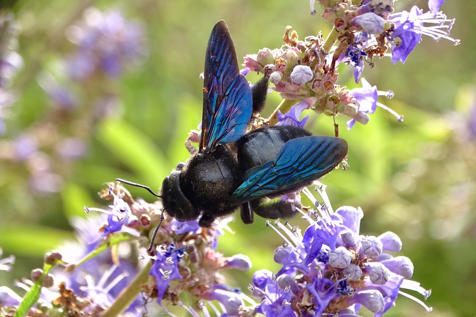 FOTOBOMBUS EL BLOG DE LAS ABEJAS, AVISPAS Y HORMIGAS: ABEJA CARPINTERA ...
