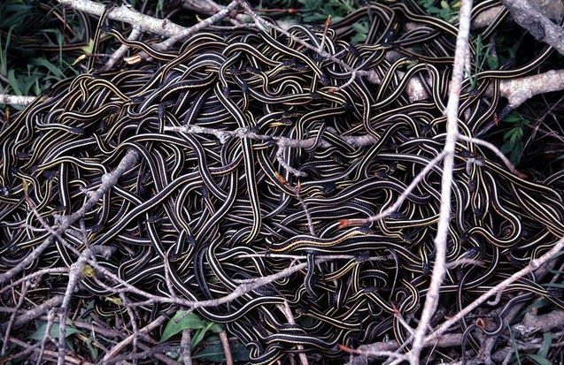 Life is short, but snakes are long: What the Provincial Snakes of ...