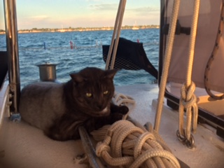 Yacht Tientos: YACHT CATS