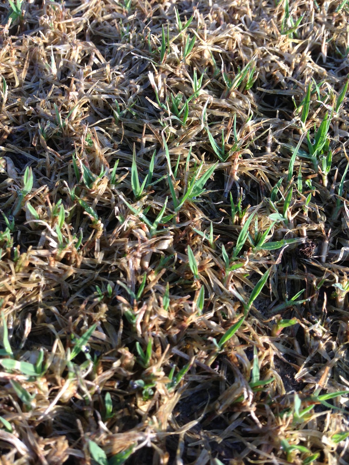 Ocean City Golf Club Maintenance: Bermudagrass Fairway Update