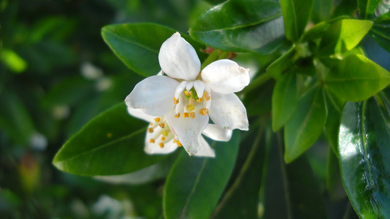 HORTA À PORTA: ESCALLONIA (ESCALÓNIA), FLOR BRANCA