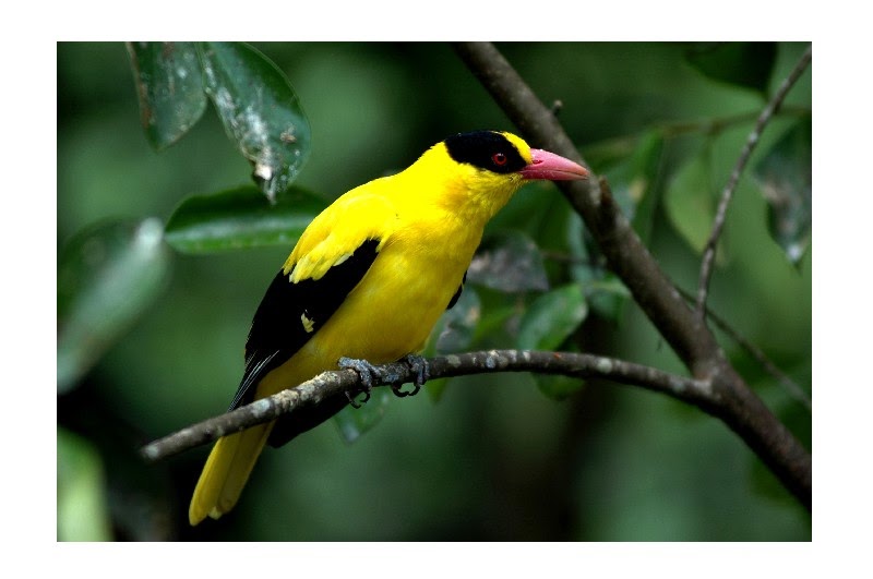 Gambar dan Suara Burung Kepodang