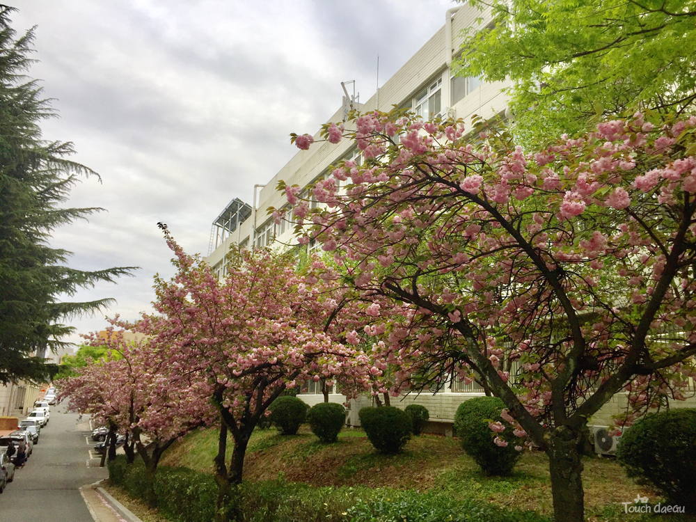 Spring Campus in Korea| Kyungpook University in Daegu (Enjoy Spring ...
