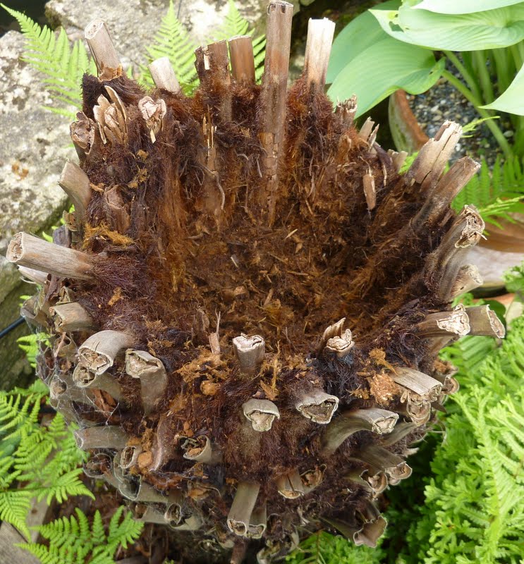 Our Plot at Green Lane Allotments: Dead tree fern?