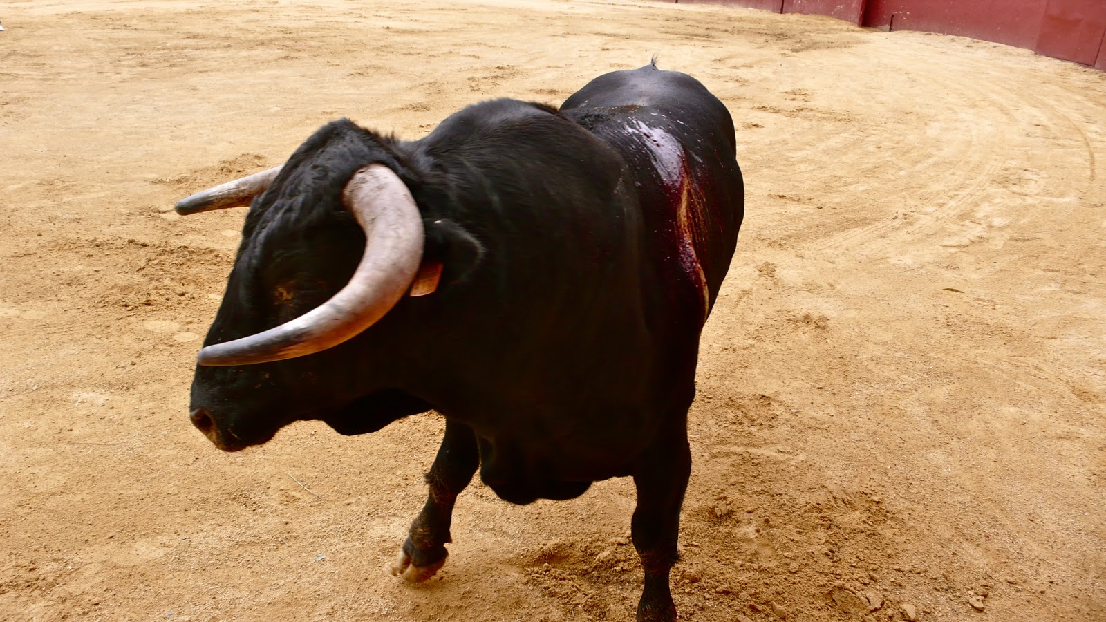 Cara de toro - Imagui