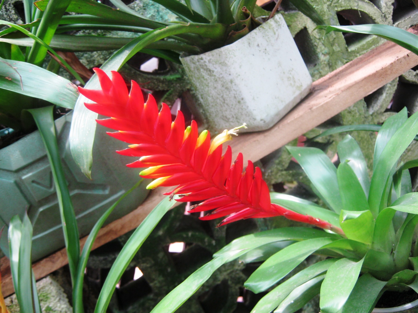 APUNTES - REVISTA DIGITAL DE ARQUITECTURA: Flores y plantas de la Selva ...