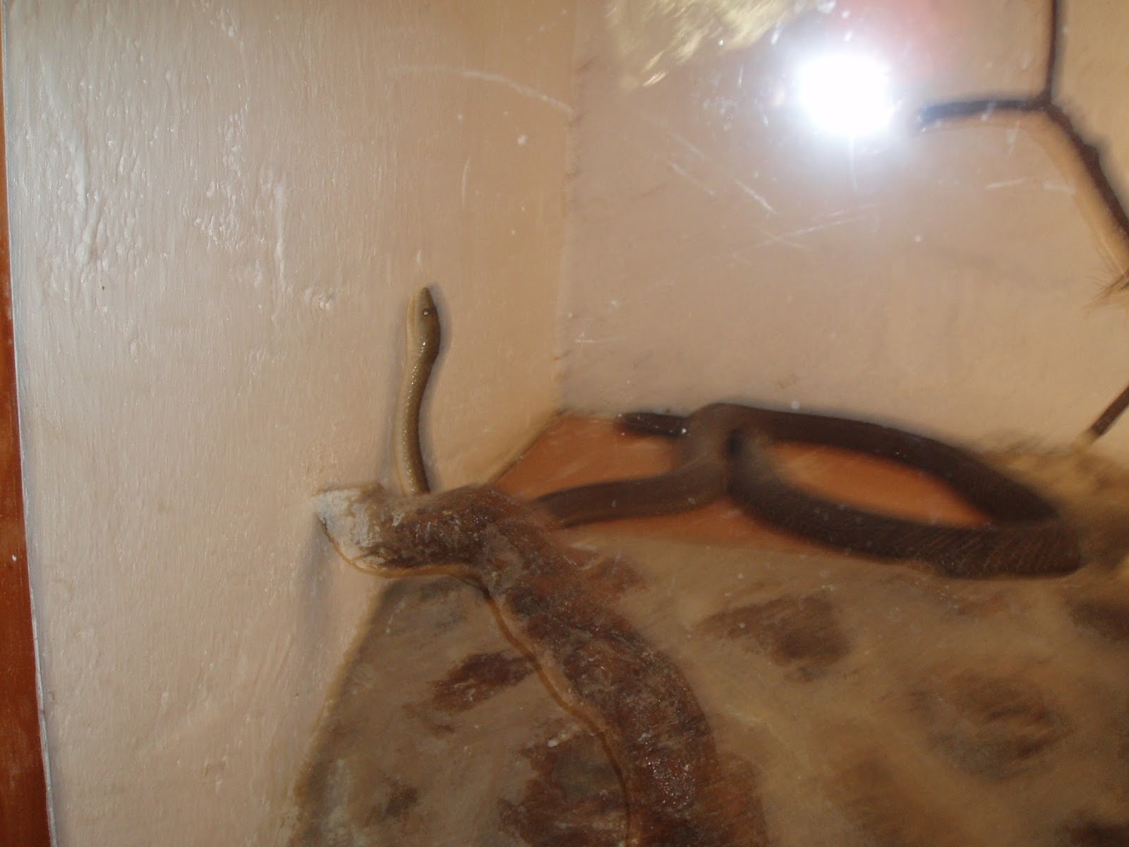 Tuborg's Travels: Meserani Snake Park, Arusha, Tanzania