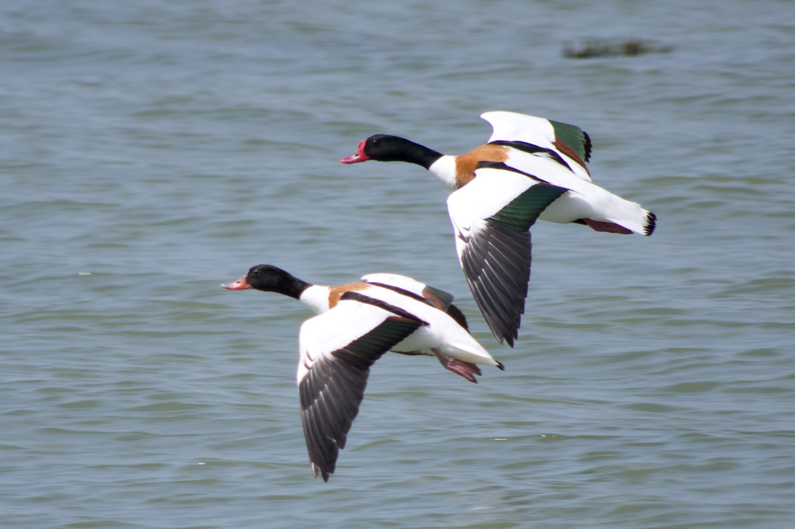 Dixieland: Birds of the Western Scheldt