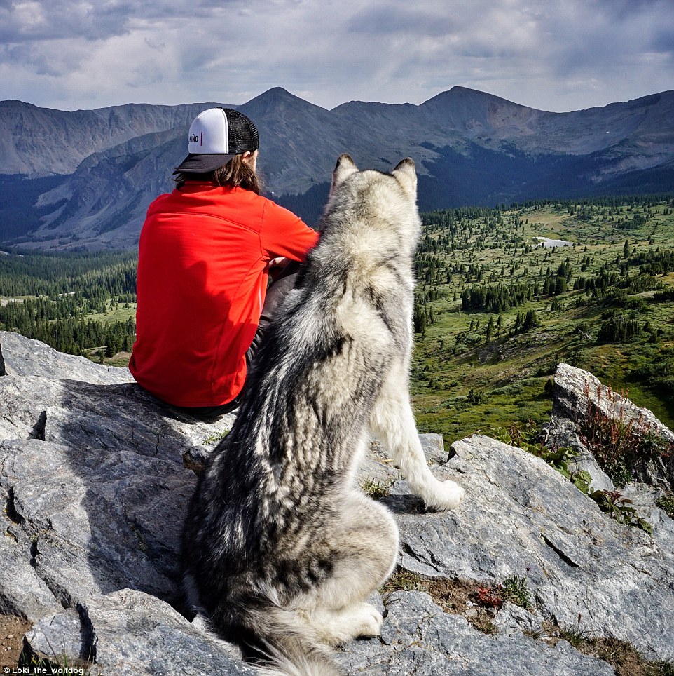 White Wolf : Meet The Wolfdog Who Travels The World With His Owner