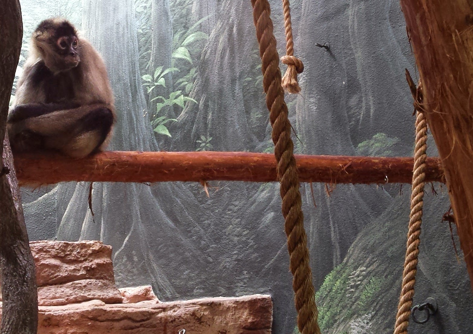 Artist in a Cage: Spider Monkey Exhibit