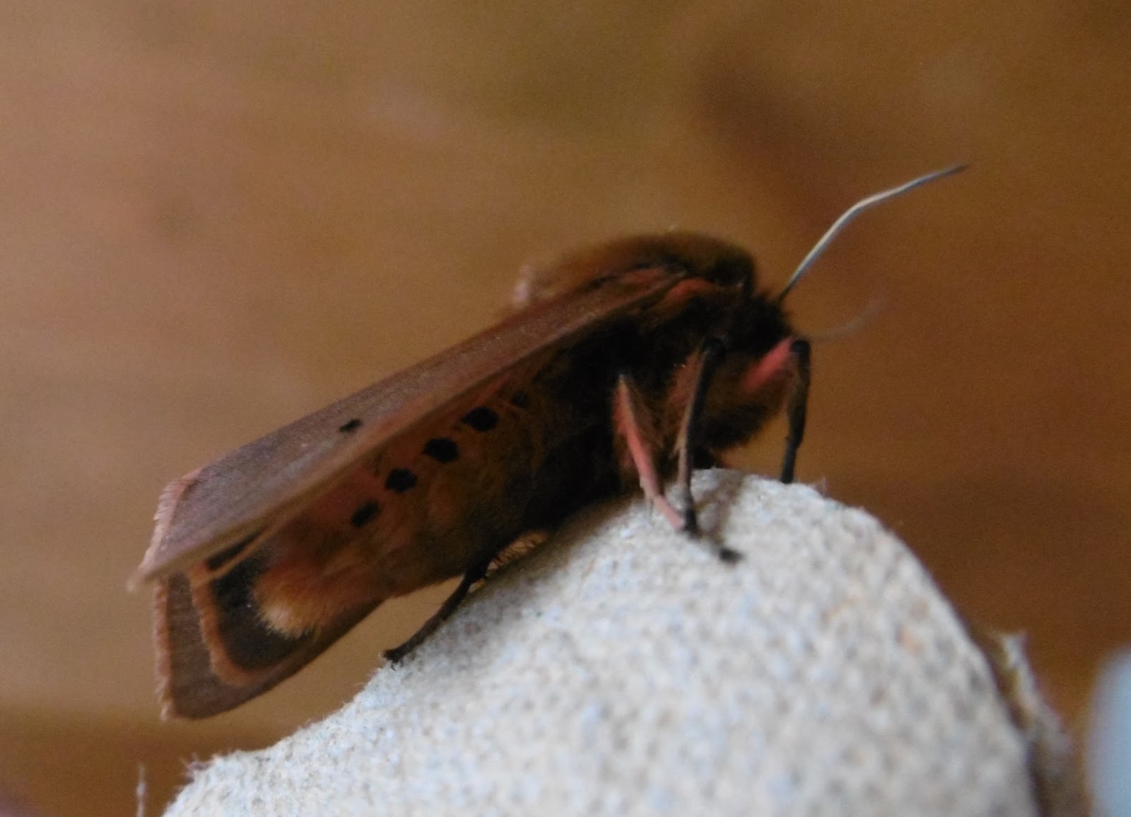 Martin's Moths: Russet-coated