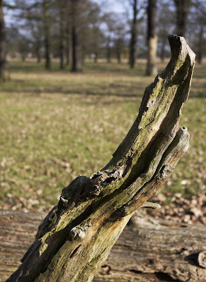 Colour combinations 4 - woodland colours | Grey Fox