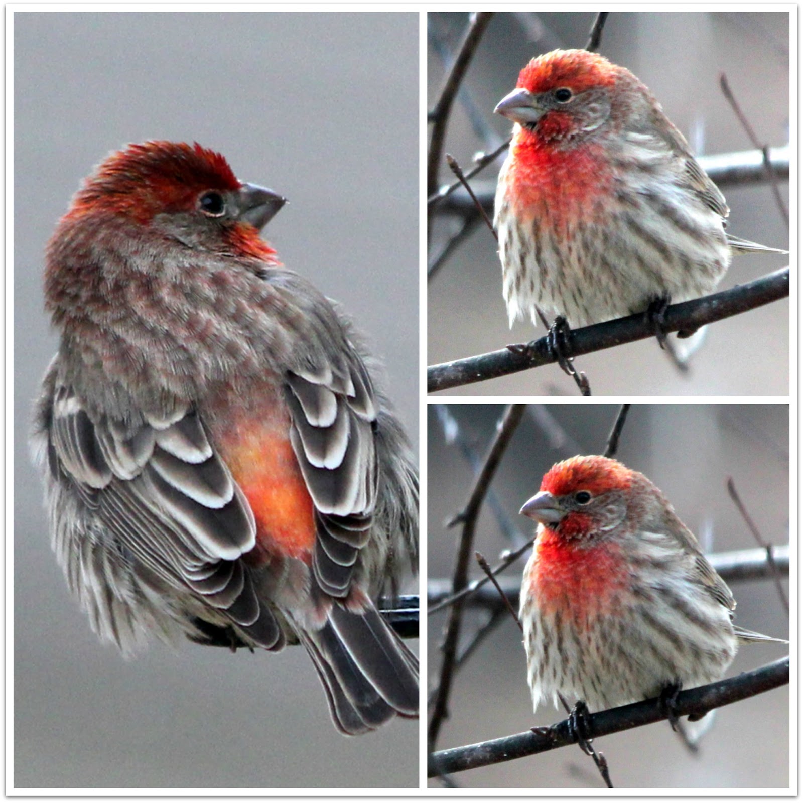 JBigg's Life in Kentucky