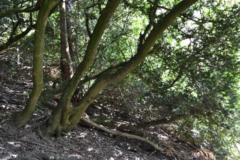 Walks among Flowers: Buckinghamshire: Little Hampden to Cadsden II ...