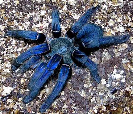 Tarántula azul cobalto (Haplopelma lividum)