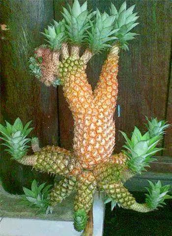 Photo of strange pineapple fruit goes viral - Can bring good luck ...