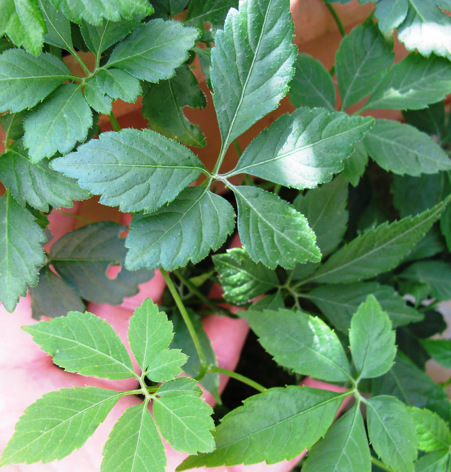 Seminiamoli.it: JIAOGULAN ( Gynostemma pentaphyllum )