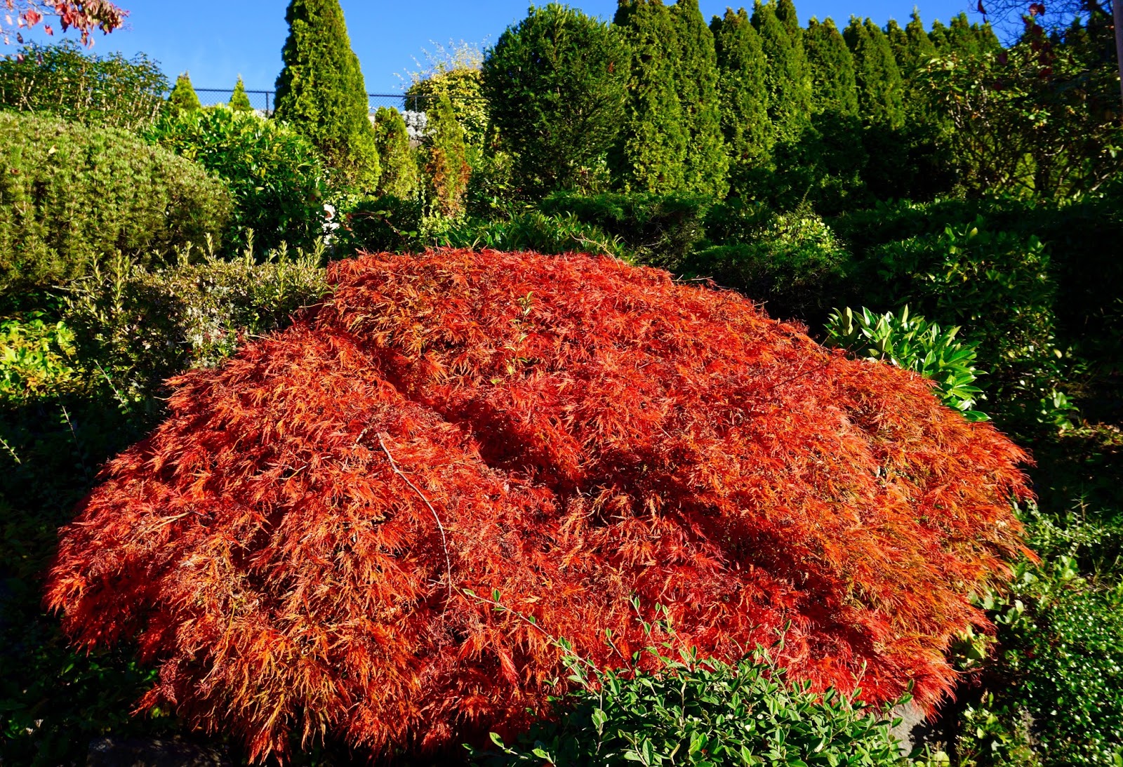 Shoreline Area News: Photo: Lace leaf maple