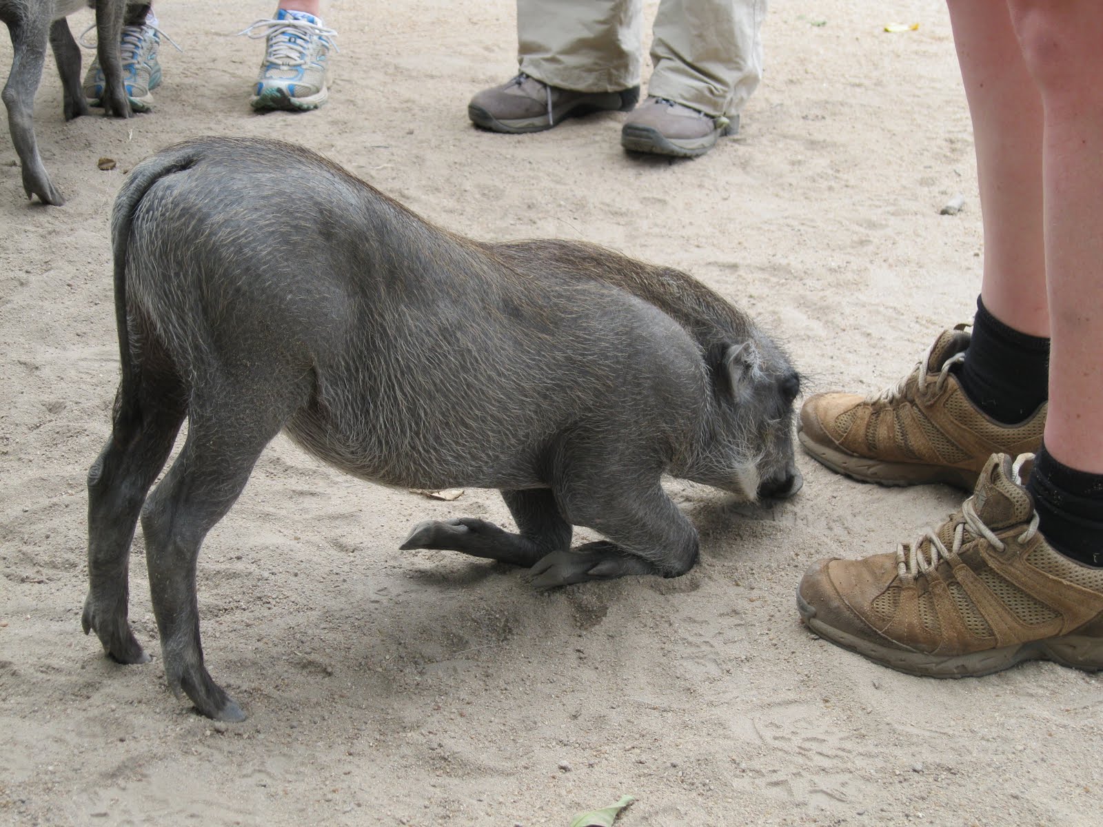 Waltzing Horses: Baby warthogs at Daktari