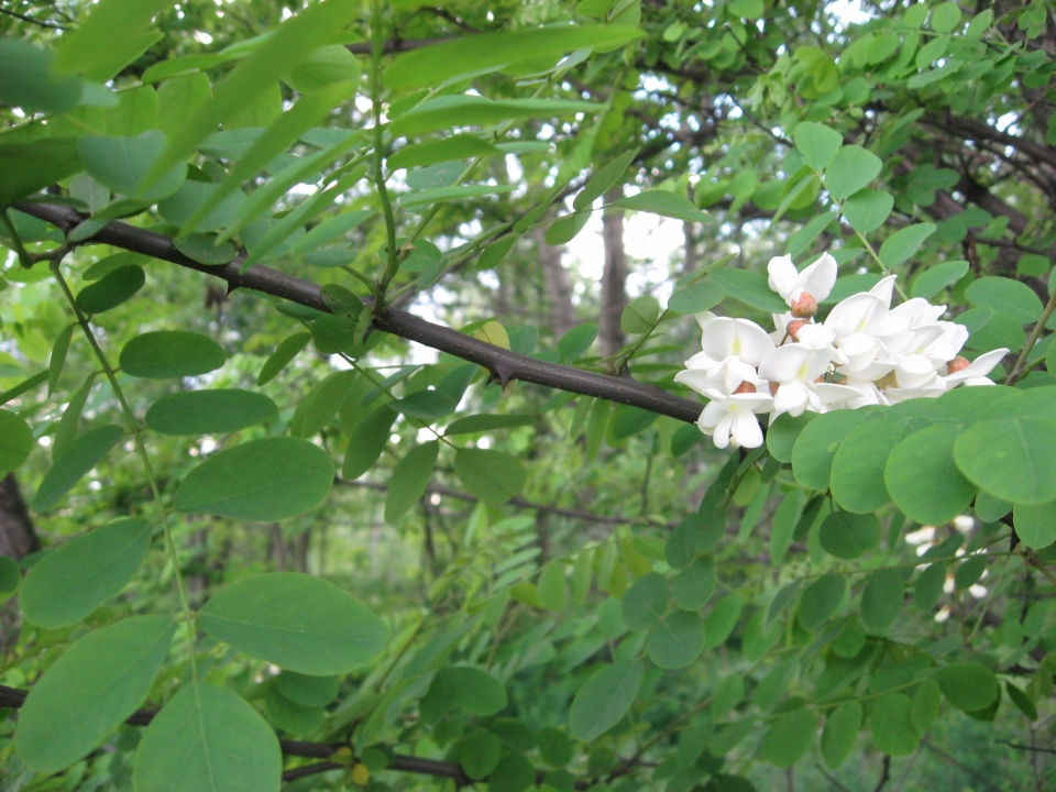 Pseudoakacja - O Dąbrówce Małej...