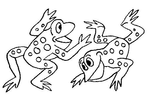 imagini broasca broaste broscuta fisa plansa ~ Desene Imagini de colorat