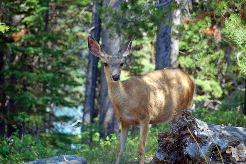 Wish Upon an RV Star!: Awesome Kayaking: String and Leigh Lakes