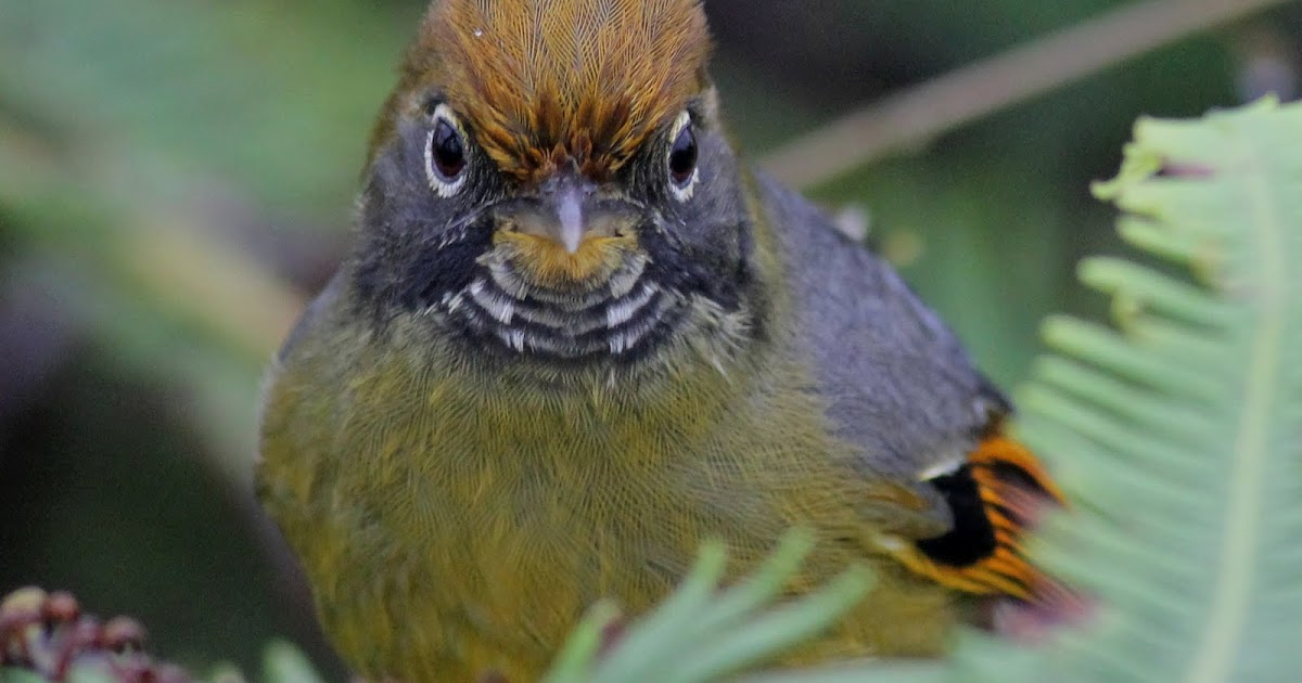 Ron-Nature-Adventures: Birds of Gunung Ulu Kali - Apr 2012
