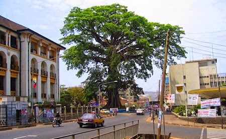 The Presurfer: The Cotton Tree In Freetown, Sierra Leone