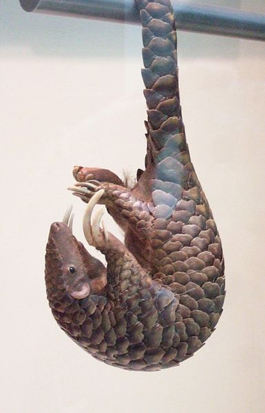 d20 Despot: Monster Monday: Pangolins, Armor-Covered Anteaters