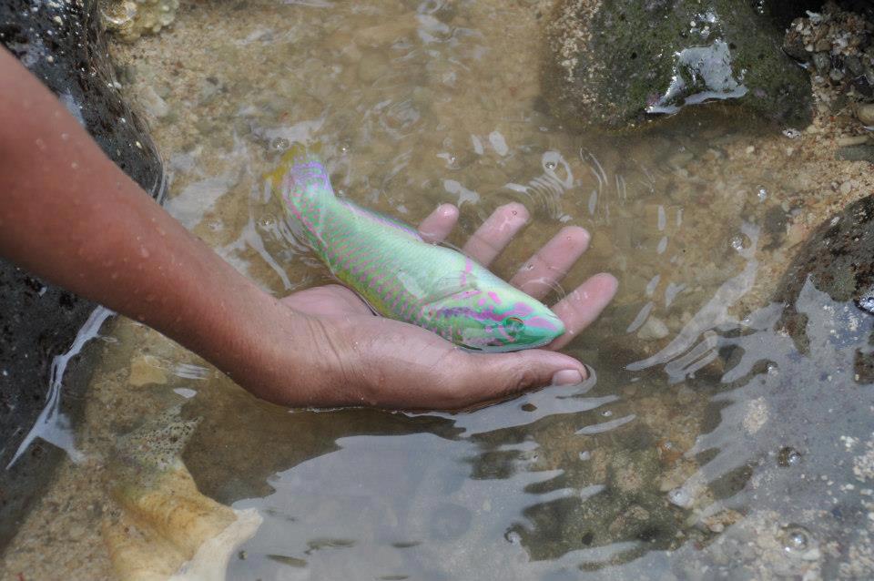 Its More Fun In ALmagro Samar Island: Bgry. Costa Rica