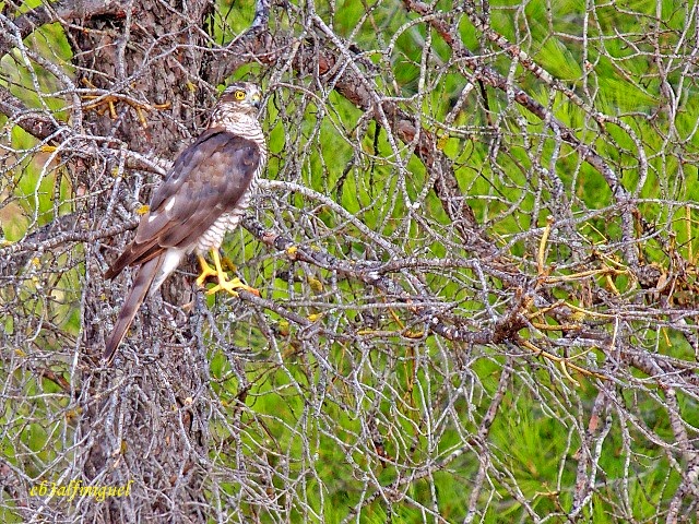 Miguel fotografia: Gavilán común (Accipiter nisus)