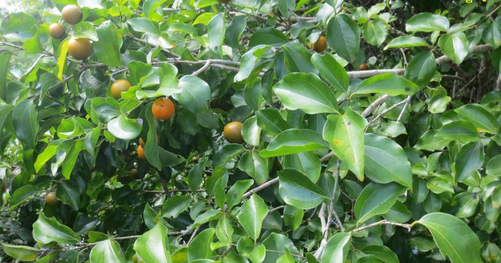 ගොඩ කදුරු [Goda Kaduru] (Strychnos nux-vomica) ~ අපේ ඔසුපැළ Medicinal ...