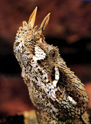 LA NATURALEZA EN CASA: vibora rinoceronte (Bitis gabonica rhinoceros)