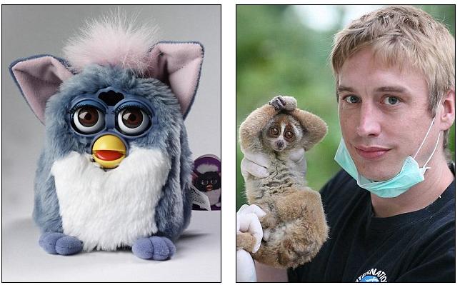 Killer cuteness: The slow and painful death of the real-life Furbies ...