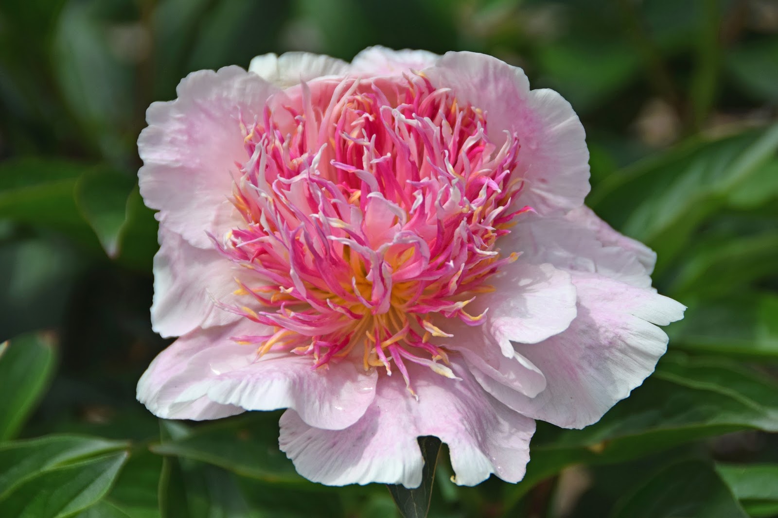 Southern Peony: 2017 Peony Blooms Week 3 Early Mid