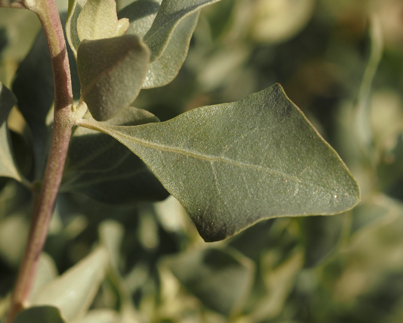 Paseos por la naturaleza: Atriplex halimus. Orgaza.