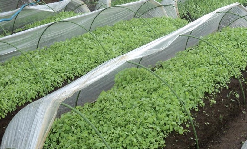 Membuat Nursery (Pembibitan) cabai Sendiri