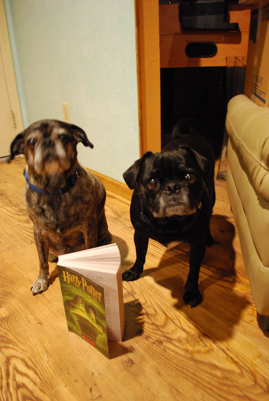 LitPool: The Half-Blood Prince Chapter's 15-18 Questions: Pug's Harry ...