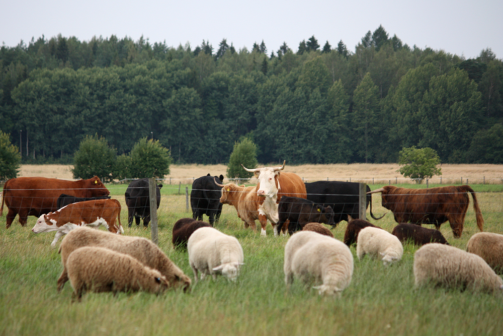 Suomi Tour: Haltialan tila