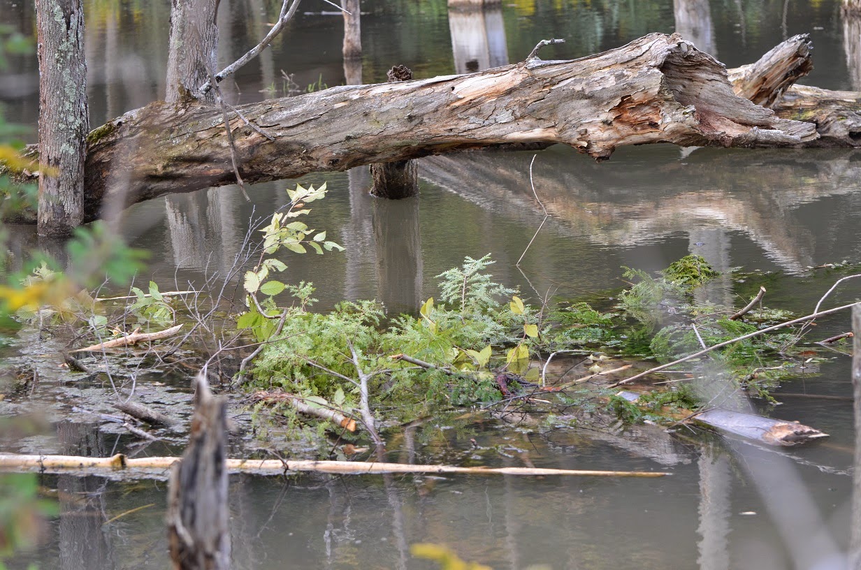Tales From The Wilds: The Beavers Prep for Winter