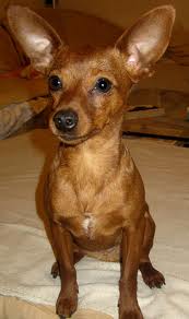 SIBIRSKI HASKI: PATULJASTI PINČ