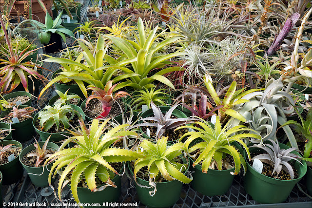 Visiting Mr. Hechtia, Andy Siekkinen