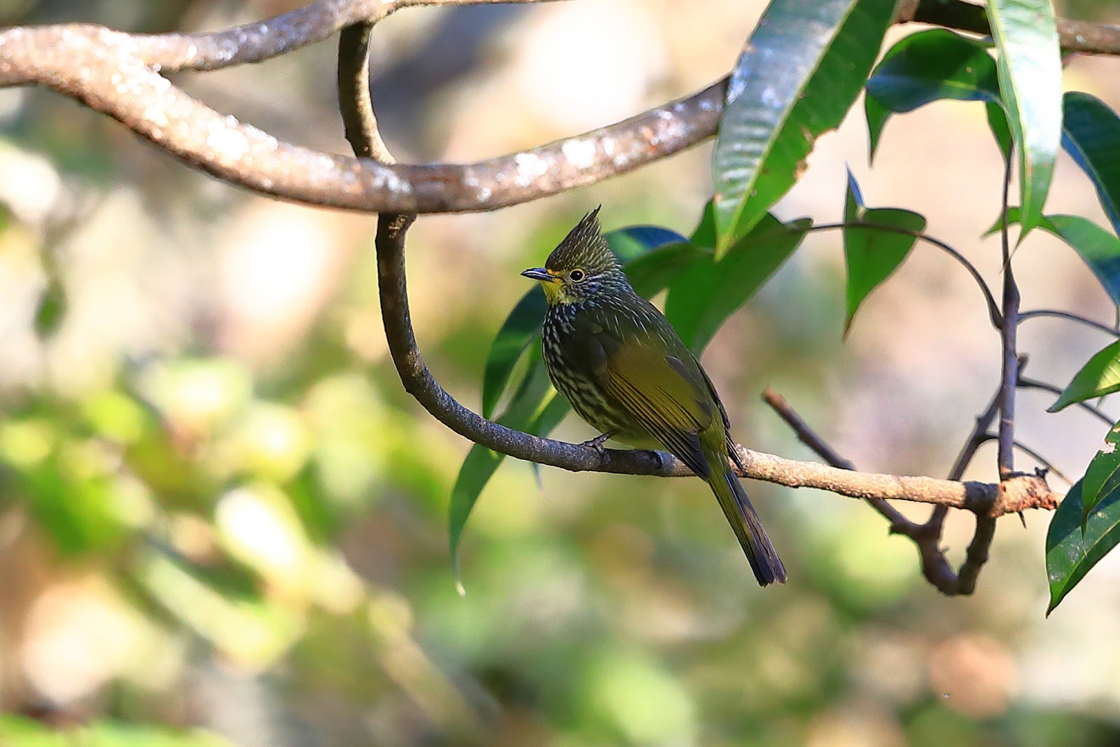 雀鳥攝影: 縱紋綠鵯 @ 百花嶺