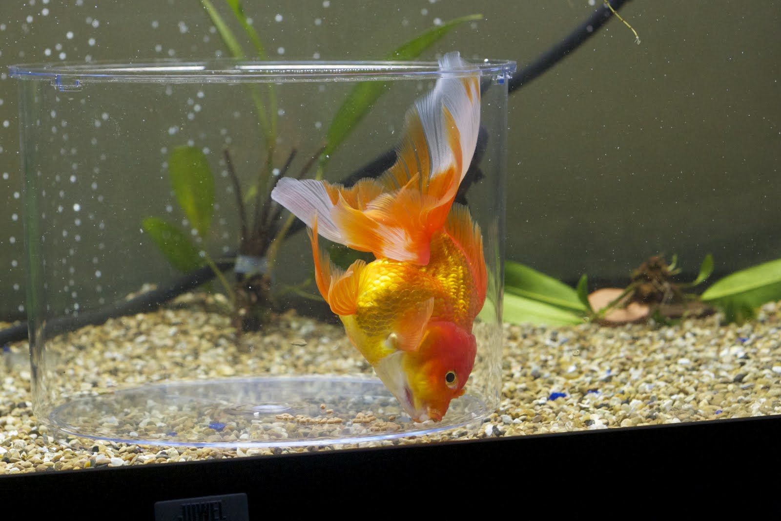 Goldfish Care: Project Goldfish Bowl
