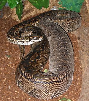 Reptiles and Amphibians: Pitón africana de las rocas (Python sebae)