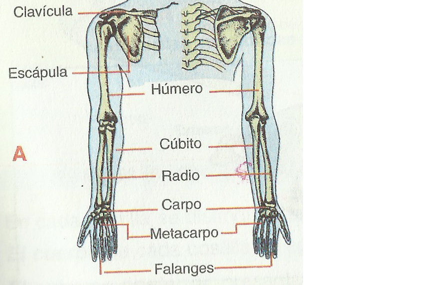 LUIS GILBER 2015-2024: COLUMNA VERTEBRAL Y HUESOS DE LAS EXTREMIDADES ...