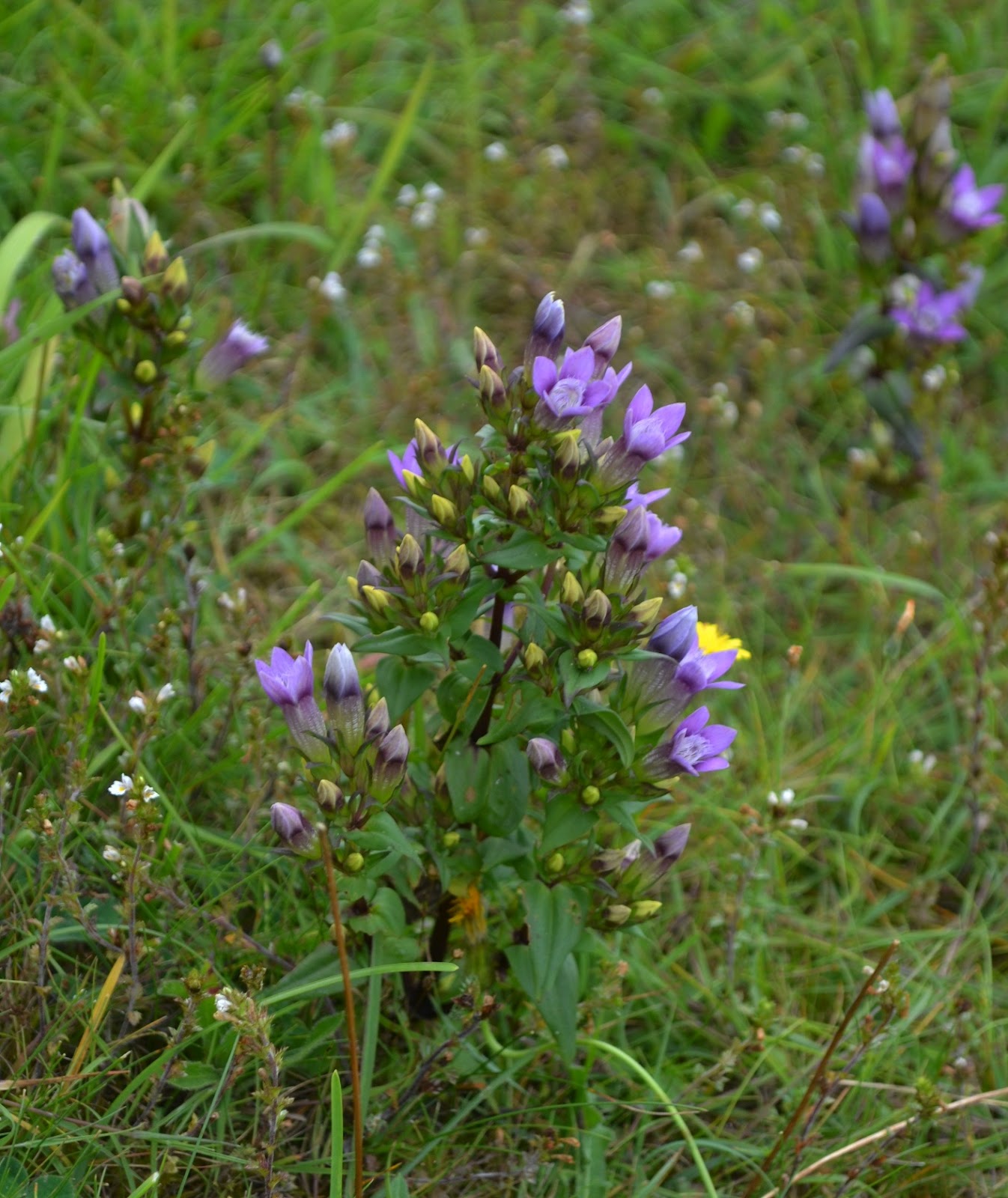 Walks among Flowers: Oxfordshire: Chiltern Escarpment: Aston Rowant to ...