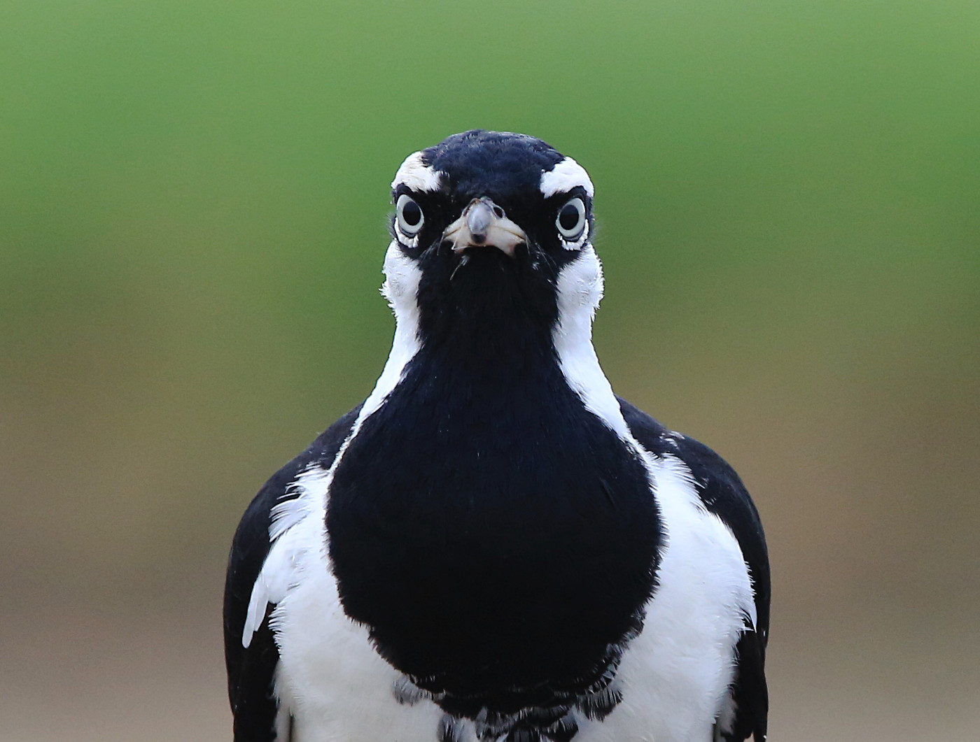 Mr Magpie