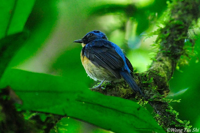 Of North Borneo Birds and others: Field identification of the three ...