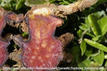 Bizarre Creature of the Day: Creature 136: Hydnora africana